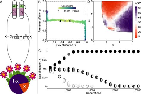 An Explanation For The Prevalence Of Xy Over Zw Sex Determination In Species Derived From