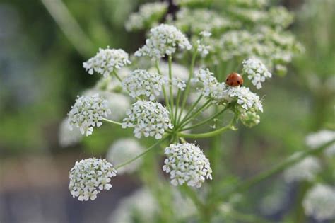 Water Hemlock Identification