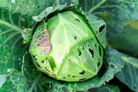 How To Get Rid Of Cabbage Worms Naturally Bob Vila