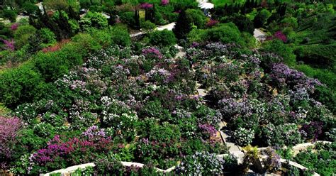 ციდან დანახული იასამნები ფოტოგრაფი ბადრი ვადაჭკორია დრონით გადაღებულ ფოტოებს აქვეყნებს Kalaki Ge