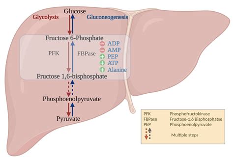 Allosteric Regulation