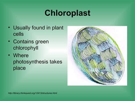 Cel Stucture Functionability General Biology Ppt