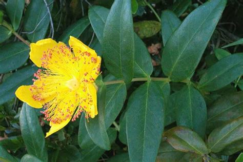Hypericum Calycinum