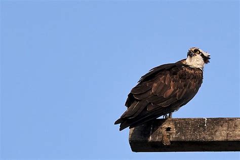 Birds Tyler Cipriani