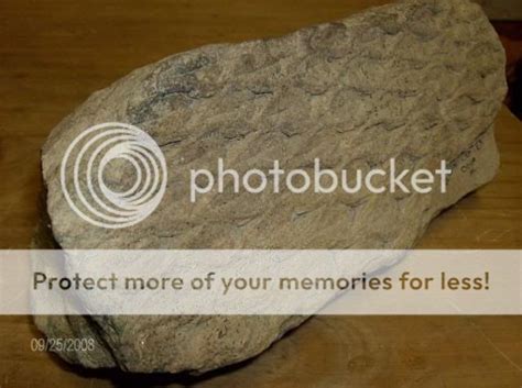 Fossil Tree Bark Impression