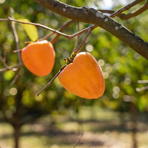 Giombo Persimmon Tree Globalmyperfectplants