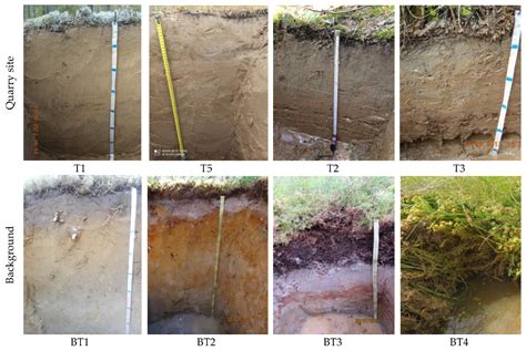 Forest Soil Profile