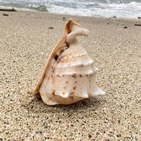 40 Elmo Do Rei Fotos Fotos De Stock Imagens E Fotos Royalty Free Istock