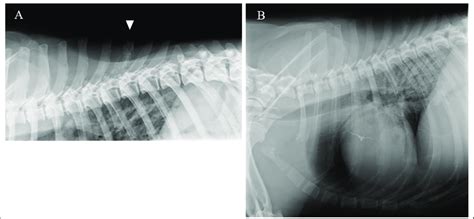 Right Lateral Thoracic Radiograph Bone Lysis Of T7 Spinous Process Download Scientific Diagram