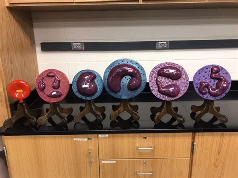 BSCI Lab Practical Review Diagram Quizlet