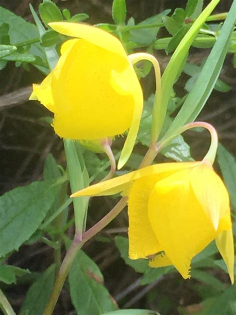 Mt Diablo Fairy Lantern Calochortus Pulchellus Flower Leaf Care
