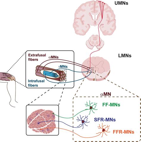 Upper Motor Neuron Function