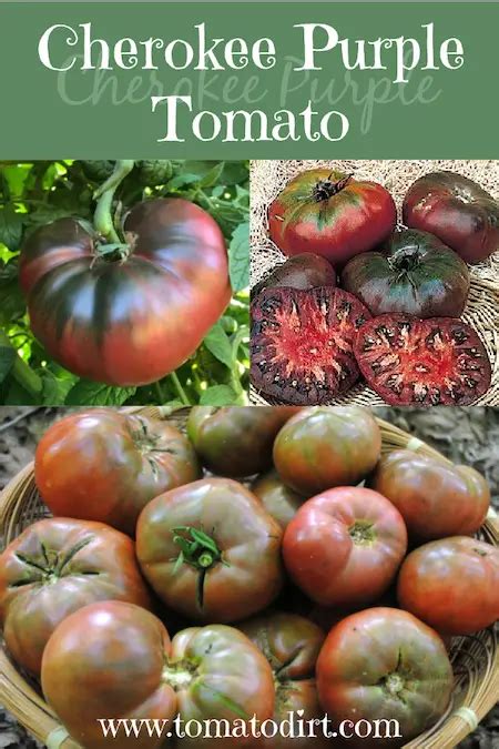 Cherokee Purple Tomato An Heirloom T From Native Americans