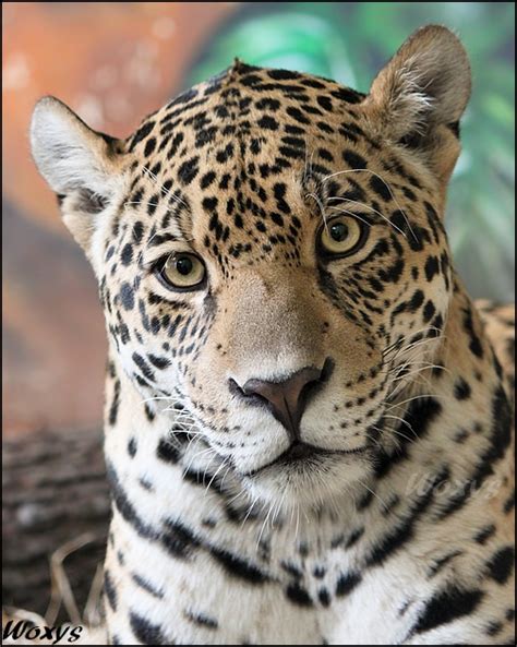 Deviantop First Popular Pics Of April By Atrixfromice On Deviantart