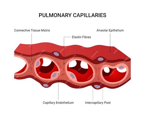 Premium Vector Diagram Of Pulmonary Capillaries Structure