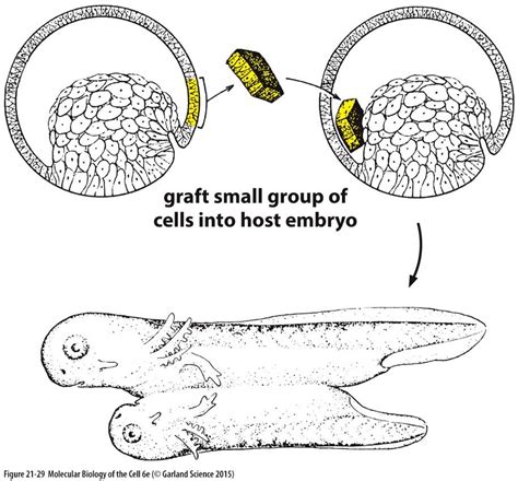 Mesoderm Induction Apunte