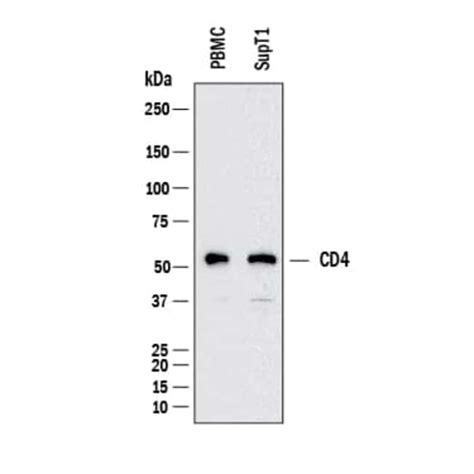 Human Cd4 Antibody R D Systems 25 μg Unconjugatedantibodies