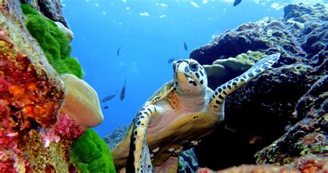 Download Turtle Pictures