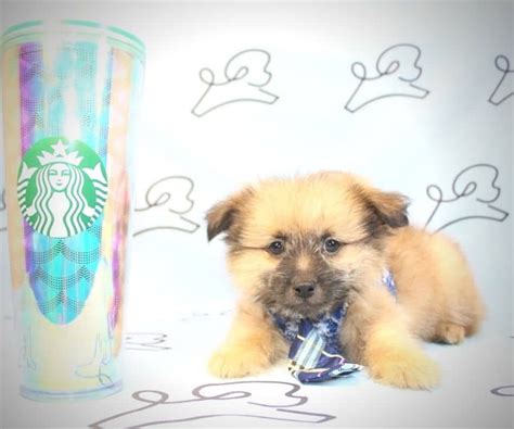 Bingh Toy Pomapoo Puppy Puppies Toy Puppies Pomapoo