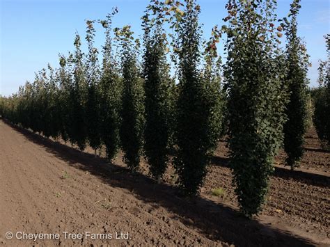Aspen Swedish Columnar Cheyenne Tree Farm Trees Shrubs