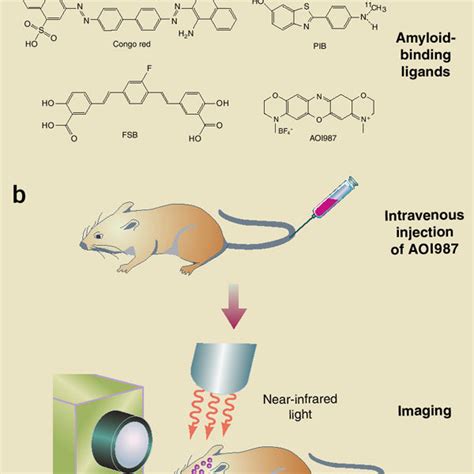 Amyloid Ligands And Near Infrared Fluorescence Imaging Of Plaquesa Download Scientific