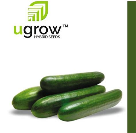 Seedless Cucumber Hybrid Seeds Ugrow Seeds Seedless Cucumber Hybrid Seeds Ugrow Seeds