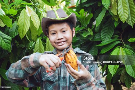수확한 잘 익은 카카오 꼬투리와 코코아 농장에서 손으로 가위를 가지치기하는 가위를 보고 행복한 미소를 짓는 아시아 소년 코코아 농부의 초상화 12 13세에 대한 스톡 사진