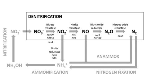 Nitrogen Fixation Definition Importance Processes Biology Notes