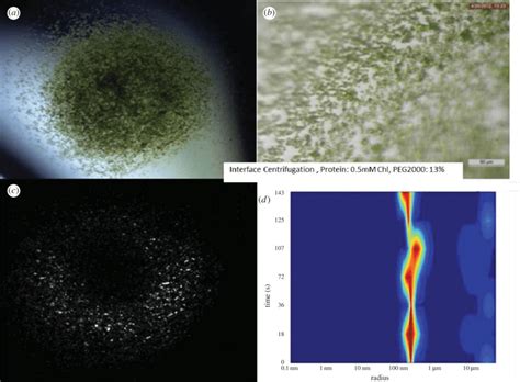 Free Interface Diffusion Centrifugation Experiment Using 0 5 Mm Chl And Download Scientific
