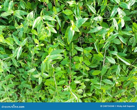 Green Plant Background Of Creeper Plant Vinca Minor Periwinkle Stock