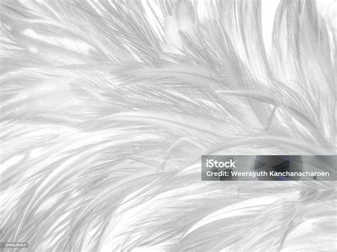 흰색 배경에 아름다운 추상적 인 검은 깃털과 흰색 패턴에 부드러운 흰색 깃털 질감 어두운 테마 벽지 회색 깃털 배경 검은 배너 검은색에 대한 스톡 사진 및 기타 이미지