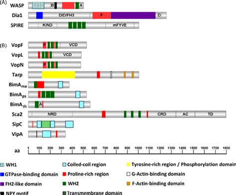 Graphical Representation Of The Domain Organization Of Proteins