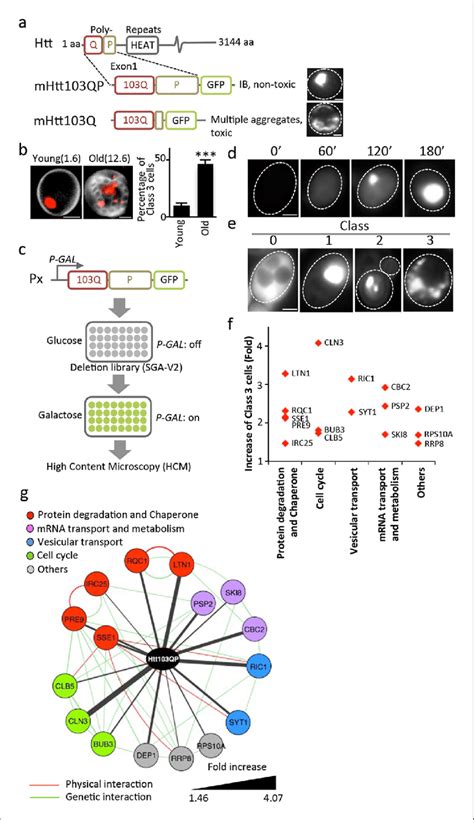screen approach and mhtt ib forming mutants a aggregation of