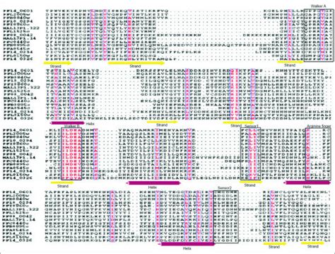Multiple Sequence Alignment Of P Loop Ntpase Domain Of P Falciparum Download Scientific