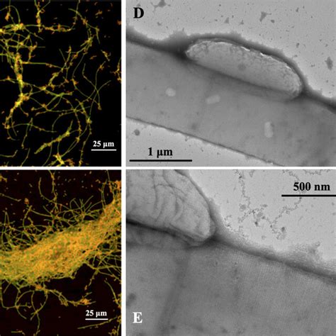Morphology Of Geobacter Metallireducens And Methanothrix Download Scientific Diagram