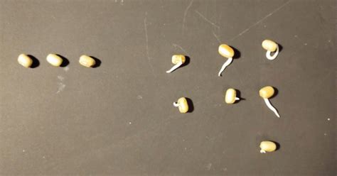 Seed Germination Test How To Test Seed Viability And Calculate The Germination Rate Silent Roots