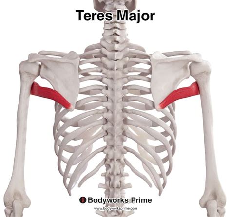 Teres Major Muscle Anatomy Bodyworks Prime