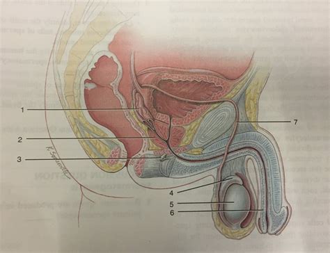 388 Functions Of The Male Reproductive Organ Diagram Quizlet 388 Functions Of The Male Reproductive Organ Diagram Quizlet