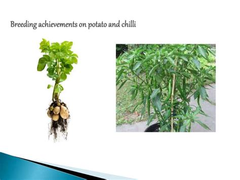 Breeding Achievements On Potato And Chillipptx Gardening Home And Garden