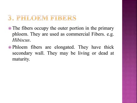 Basic Information About Phloem Structurepptx