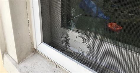 Fuck Squirrels Album On Imgur