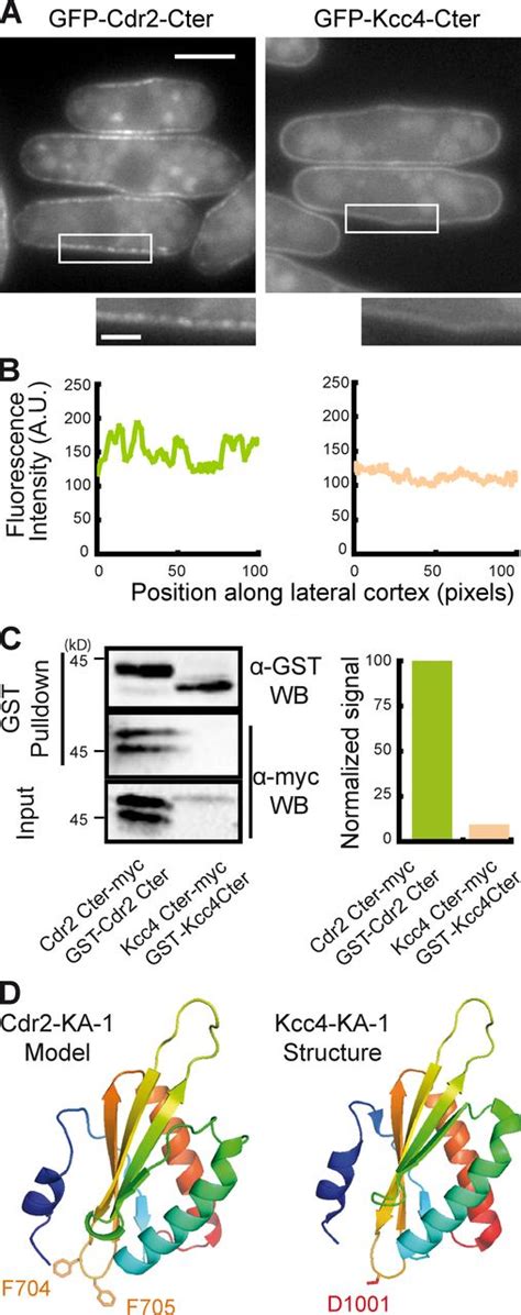 Clustering Properties Of The Cdr2 Cter Domain A Top Medial Plane