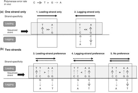 Rationale For Using Polymerase Error Bias Between Complementary