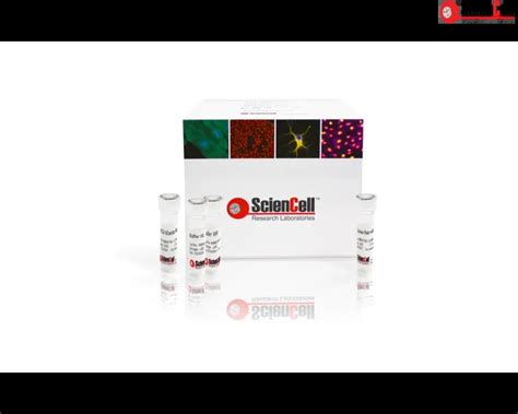 Single Cell Whole Genome Amplification Kit Scwgak