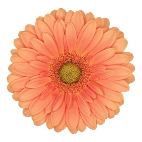 Germini Wholesale Flowers Uk Wedding Flowers Triangle Nursery