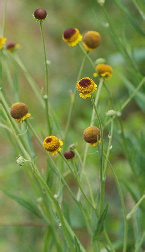 Asteraceae Helenium Puberulum Sneezeweed Gwct Perennial Plants