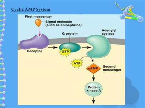 Ppt Secondary Messenger System Powerpoint Presentation Free Download Id4861674