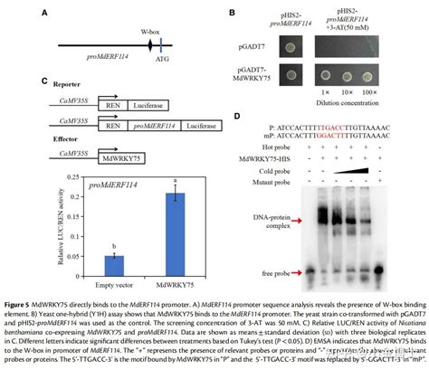 干货长图文 一文读懂并区分双荧光素酶实验（dlr）、双分子荧光互补 Bifc 、荧火素酶互补实验（ Lca） 知乎