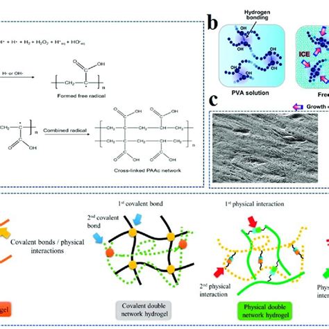A Synthesis Routes Of Chemical Cross Linked Paac Hydrogel Networks By Download Scientific