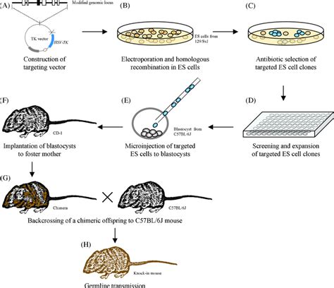 Procedure Of Gene Targeting Through Homologous Recombination In Mouse Download Scientific